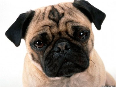 RAÇA DE CACHORRO PUG COMO ANIMAL DE ESTIMAÇÃO | Dicas Vip - Dicas e ...